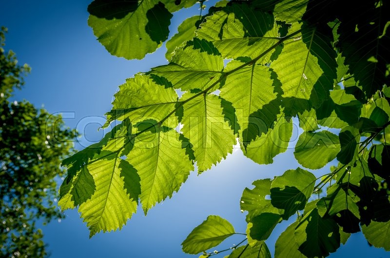 Alder branch with leaves against the ... | Stock image | Colourbox