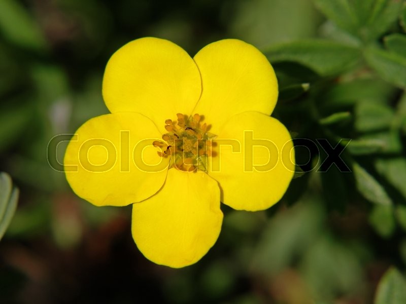 Bright yellow wild buttercup taken ... | Stock image | Colourbox