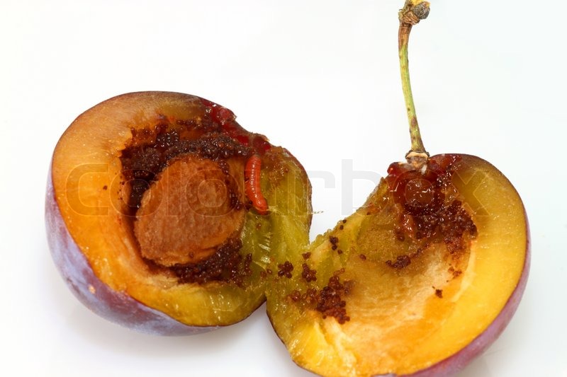 Plum with worm on bright background | Stock image | Colourbox