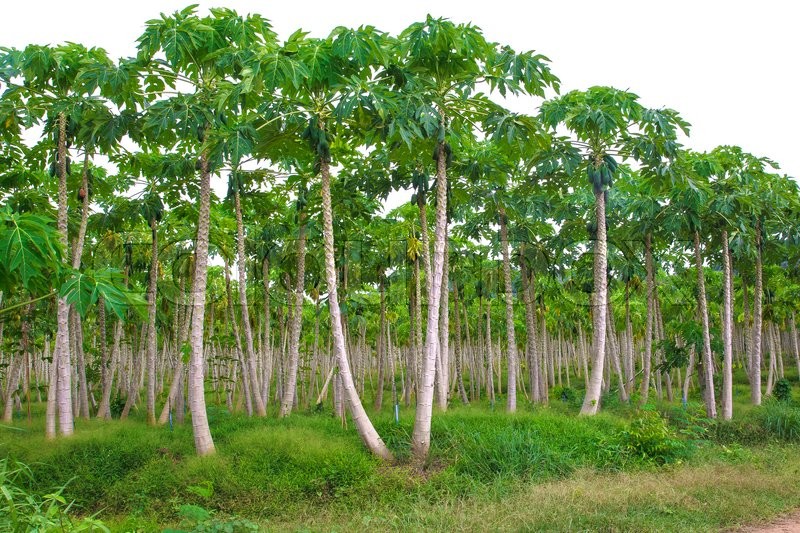 Papaya farm, Papaya plantations | Stock image | Colourbox