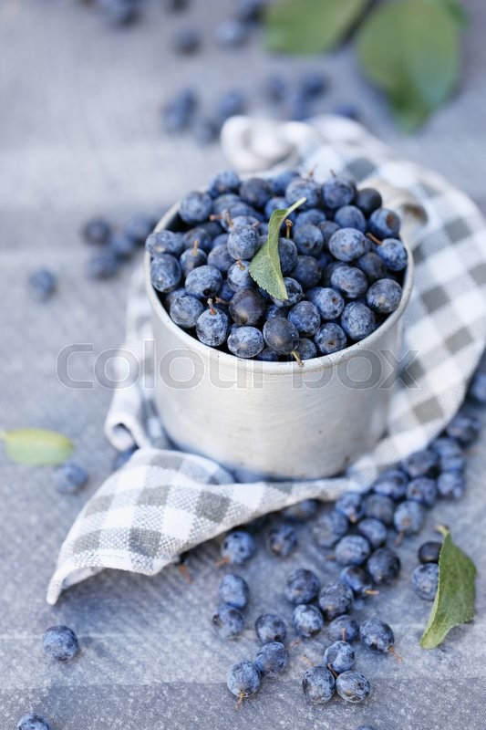 Astringent healing fruit Prunus spinosa ... | Stock image | Colourbox
