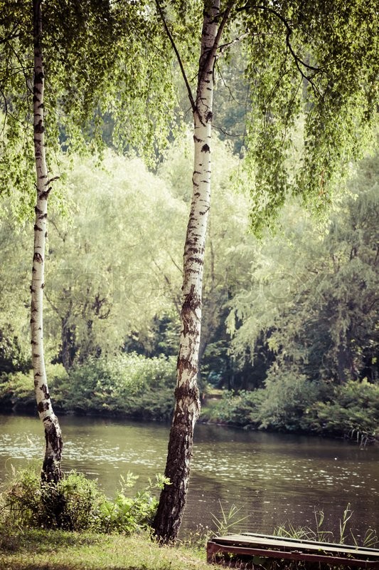Birch Tree Forest
