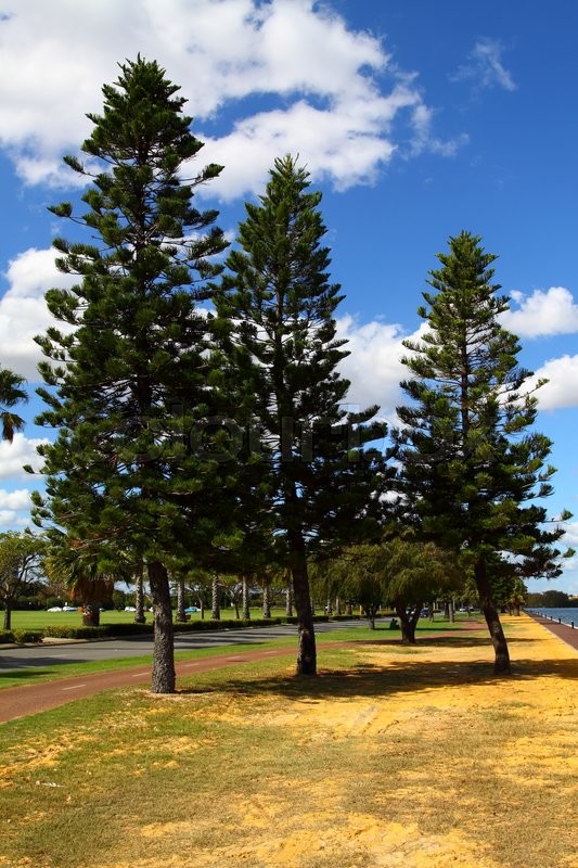 Araucaria tree in Perth, Australia | Stock image | Colourbox