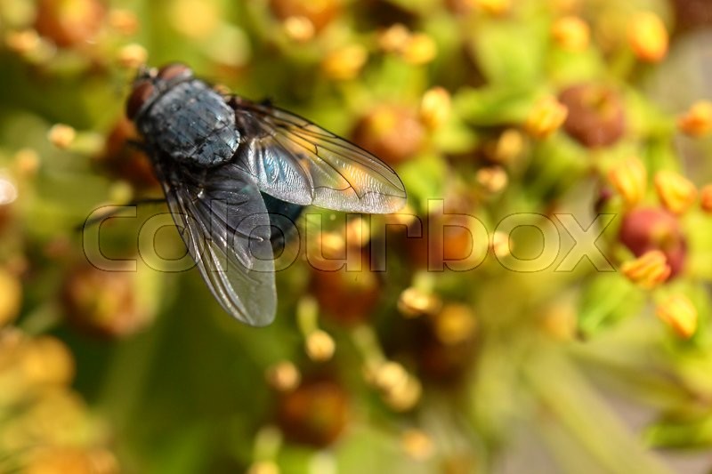 Housefly aka house fly over natural ... | Stock image | Colourbox