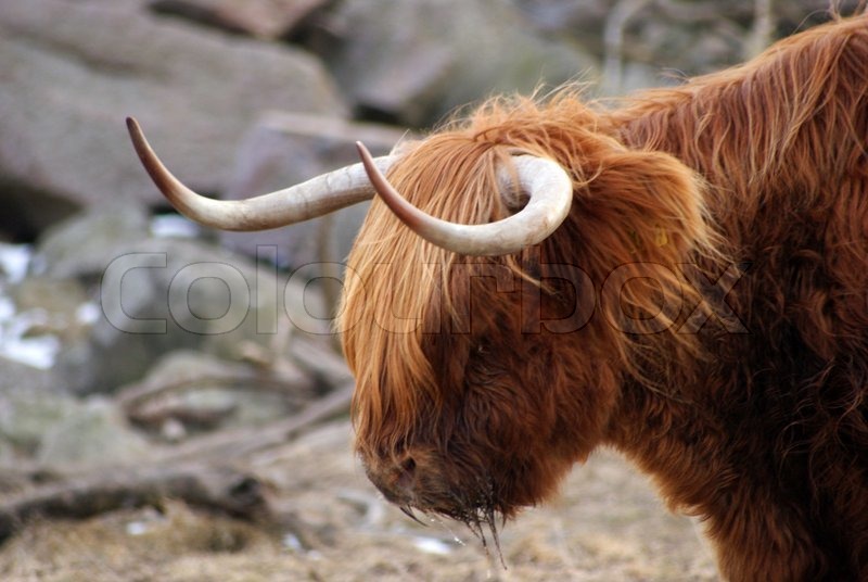 Buffalo ox | Stock image | Colourbox