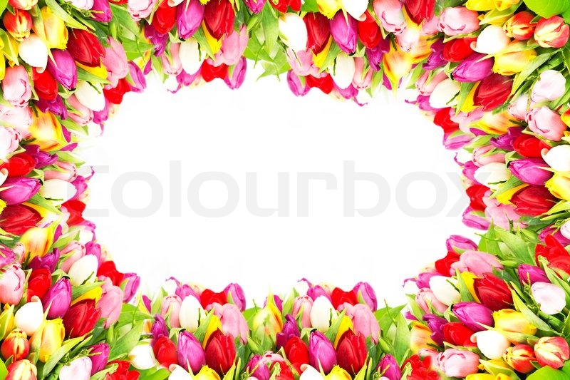 Colorful tulips frame | Stock image | Colourbox