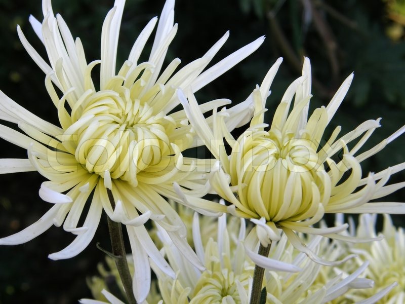 Smuk blomst af en krysantemum | Stock foto | Colourbox