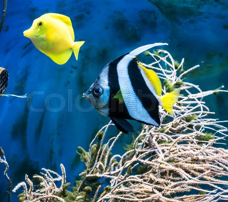 Blue Tropical Fish