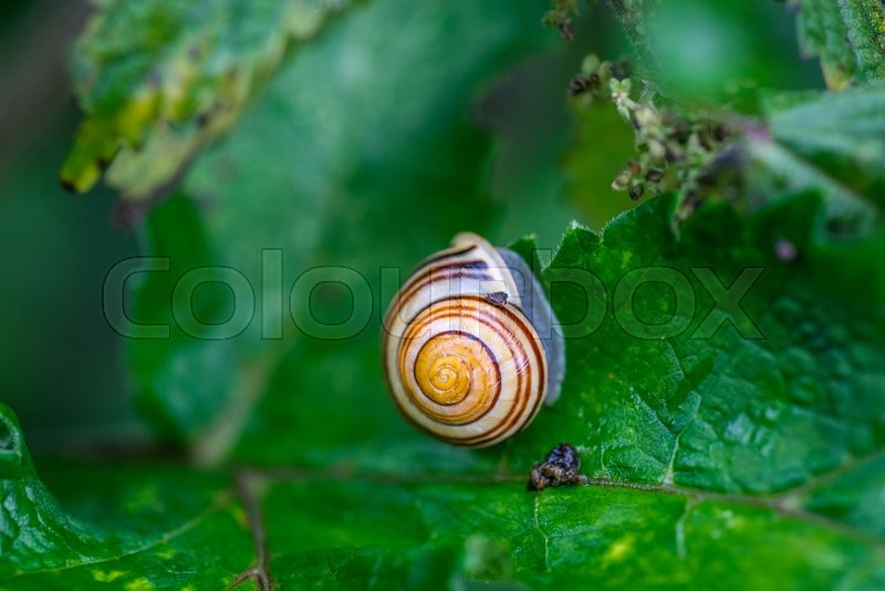 Common snail hiding on a green leaf | Stock Photo | Colourbox