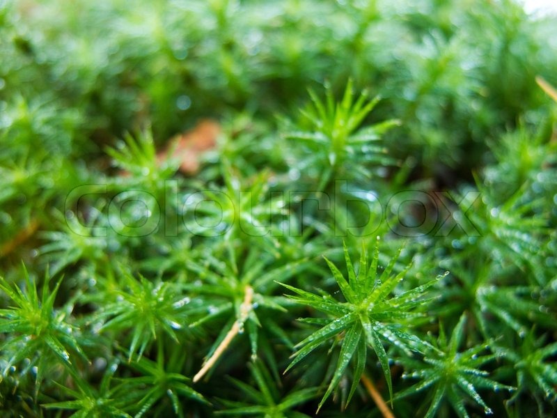 Nahaufnahme von einem Moos im Wald, ... | Stock Bild | Colourbox