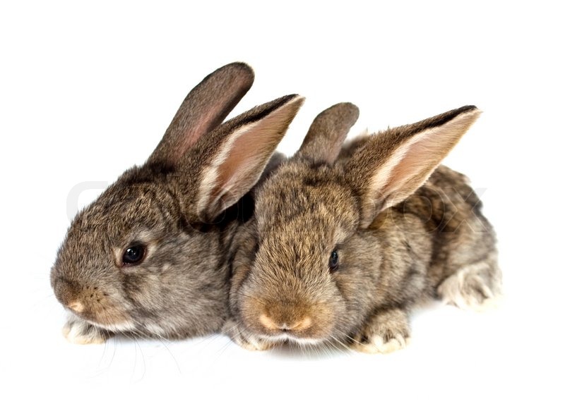 Small grey rabbits on a white ... | Stock image | Colourbox