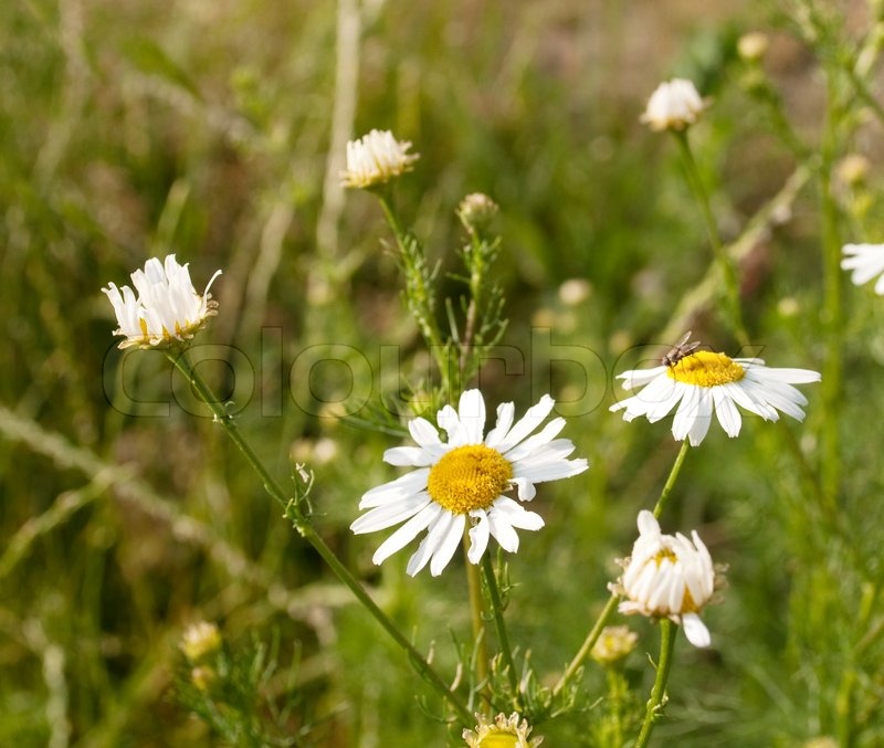 Medicinal camomile on a meadow | Stock image | Colourbox
