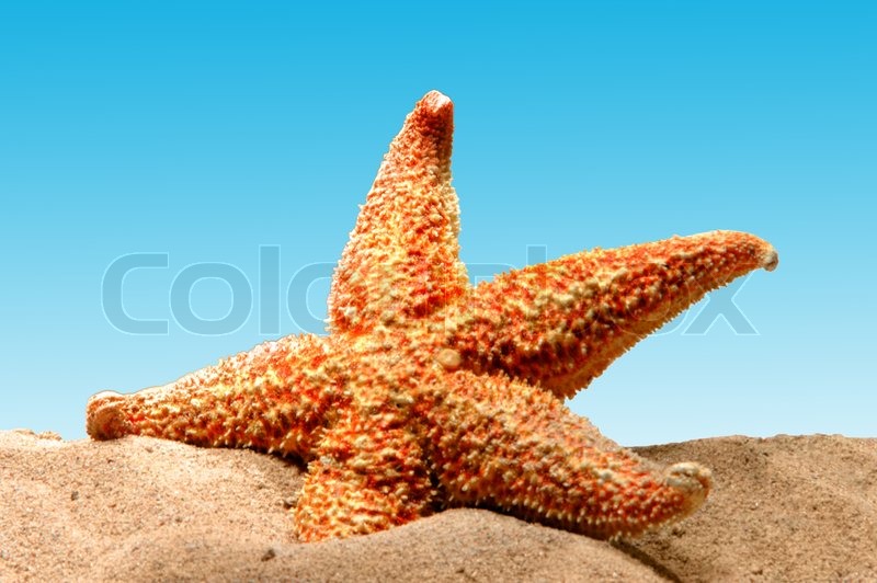 Seesterne auf Sand des Strandes | Stock Bild | Colourbox