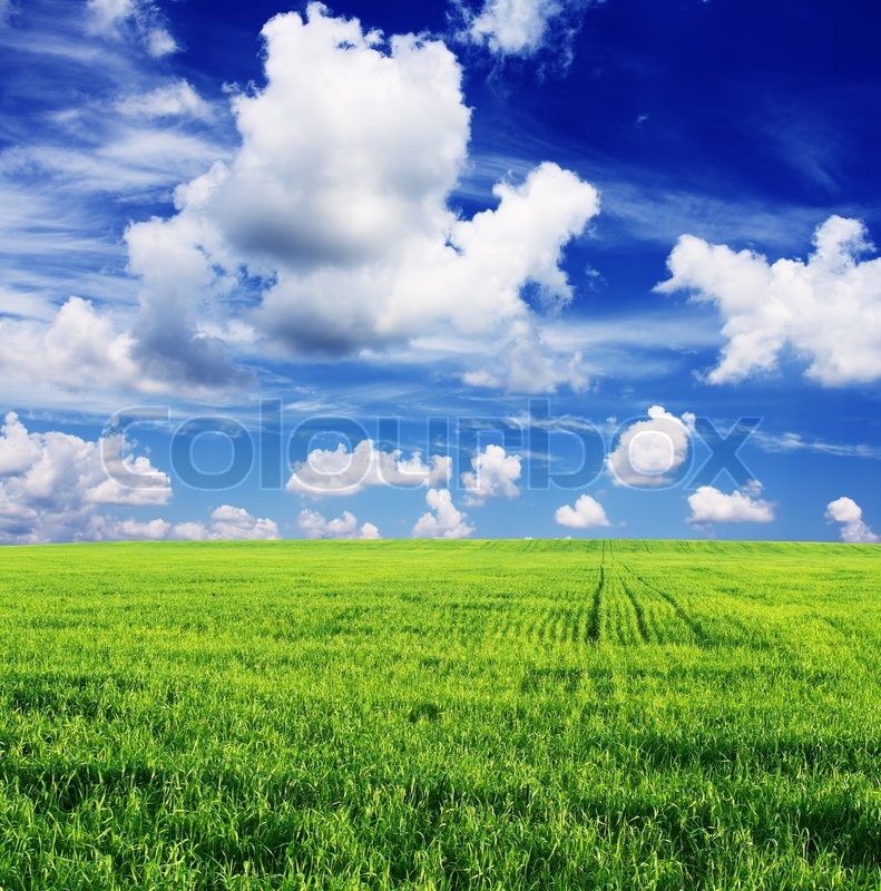 Spring field and the beautiful blue sky | Stock image | Colourbox