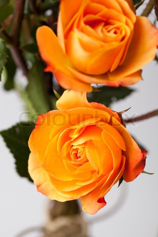 Orange roses | Stock Photo | Colourbox