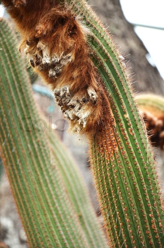 Wooly cactus in Flower Dome at Gardens ... | Stock image | Colourbox
