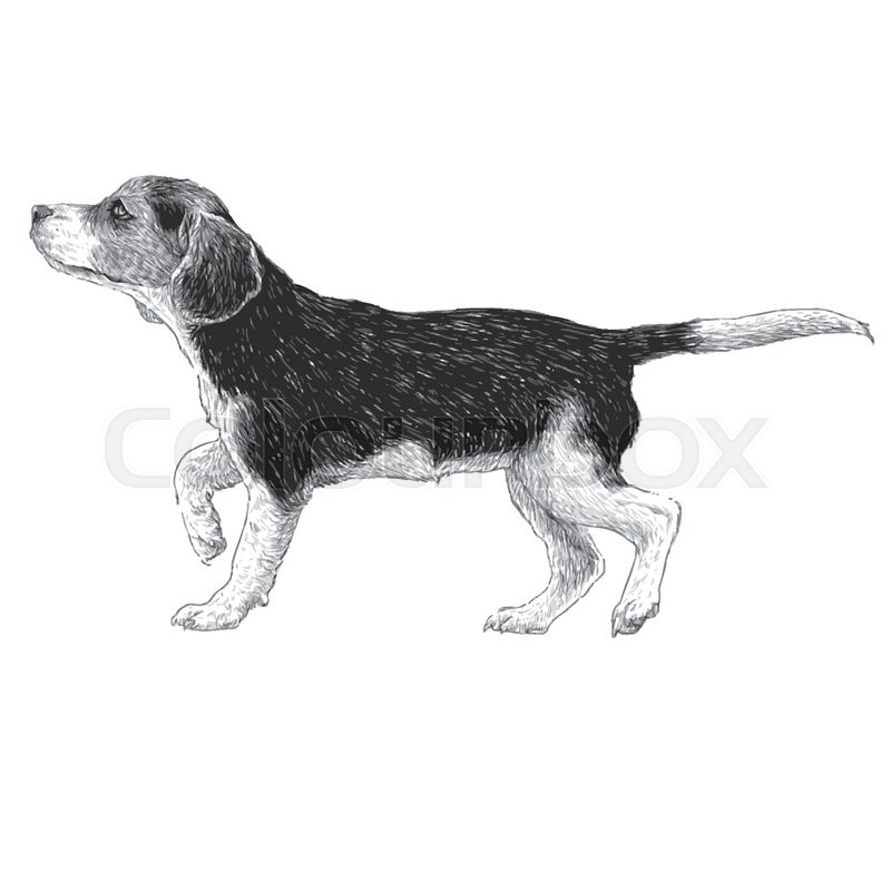 Image of beagle hand drawn vector | Stock vector | Colourbox