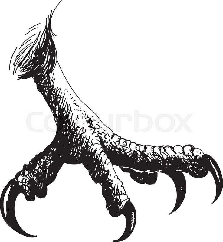Bird Claw Vector