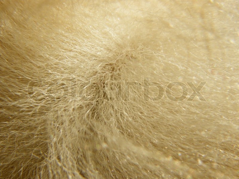 Fur close-up background | Stock image | Colourbox