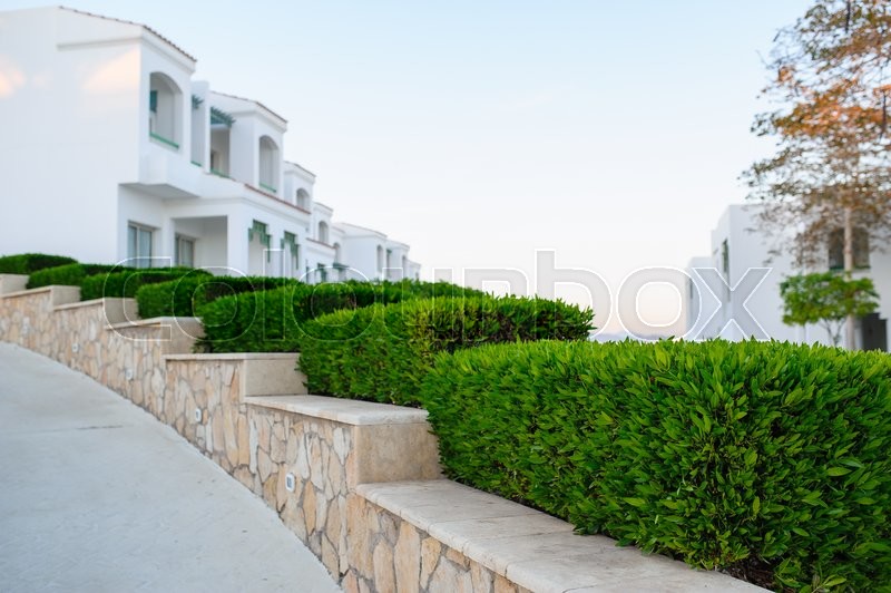 Cropped bushes along the sidewalk ... | Stock image | Colourbox