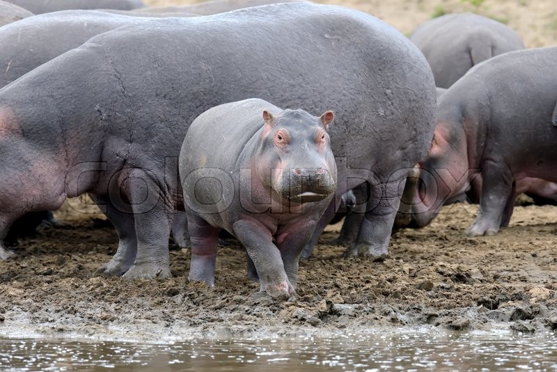 Hippo family (Hippopotamus amphibius) ... | Stock image | Colourbox