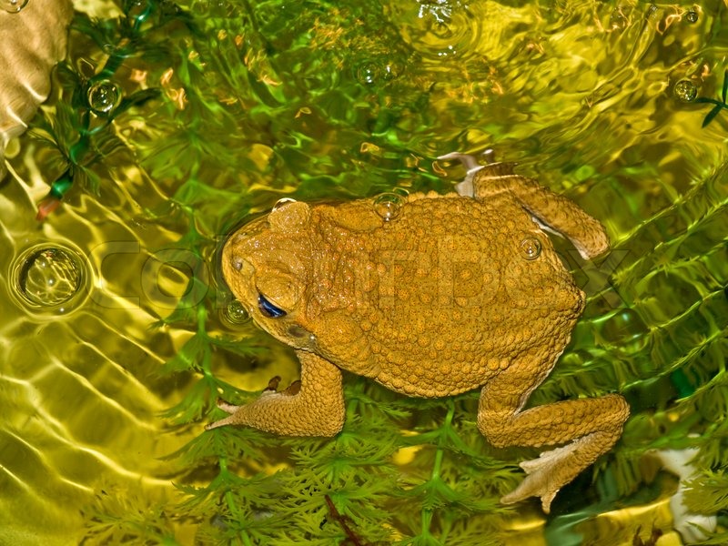 Big brown frog swimming in wild nature ... | Stock image | Colourbox