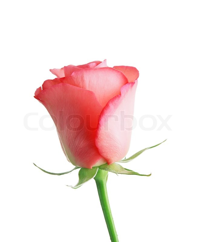 Smuk lyserød rose isoleret på en hvid ... | Stock foto | Colourbox