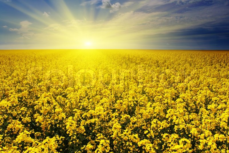 Flowers of oil in rapeseed field with ... | Stock image | Colourbox