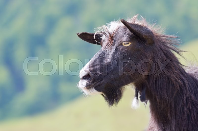 Portrait of a mountain goat on the ... | Stock image | Colourbox