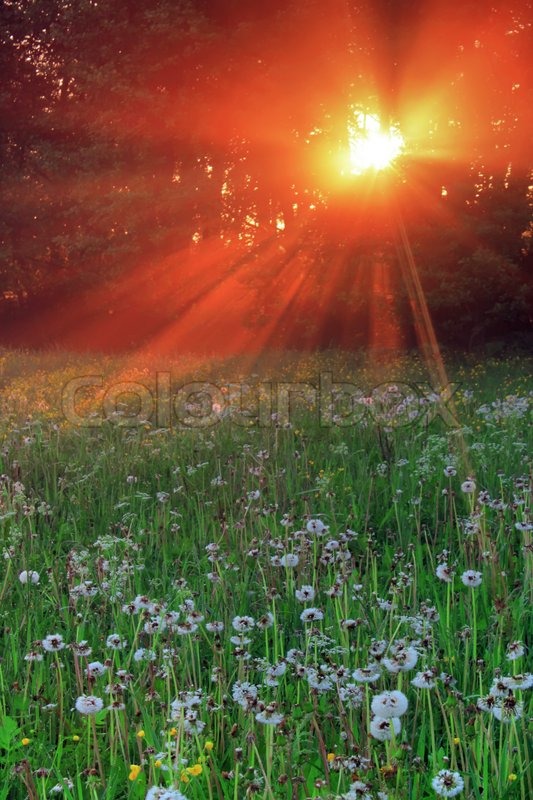 Sun rays pass through the mist in the ... | Stock image | Colourbox