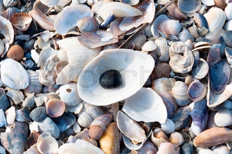 Hintergrund der Muscheln | Stock Bild | Colourbox