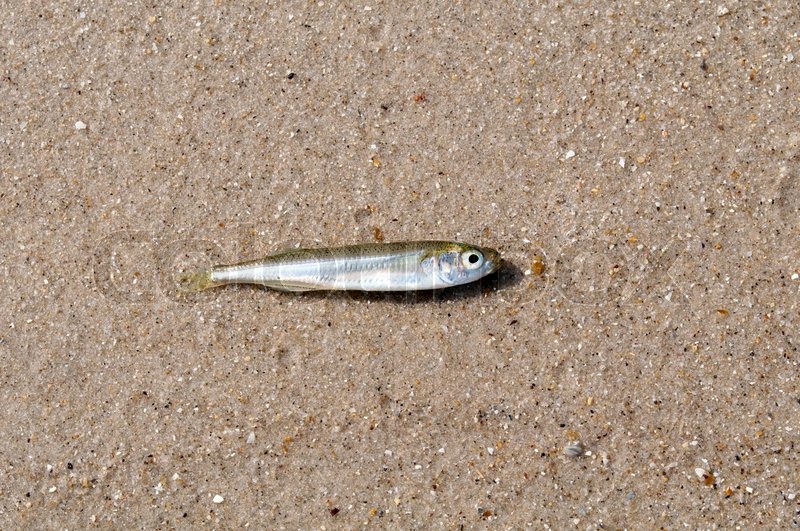 Small fish in the sand | Stock Photo | Colourbox