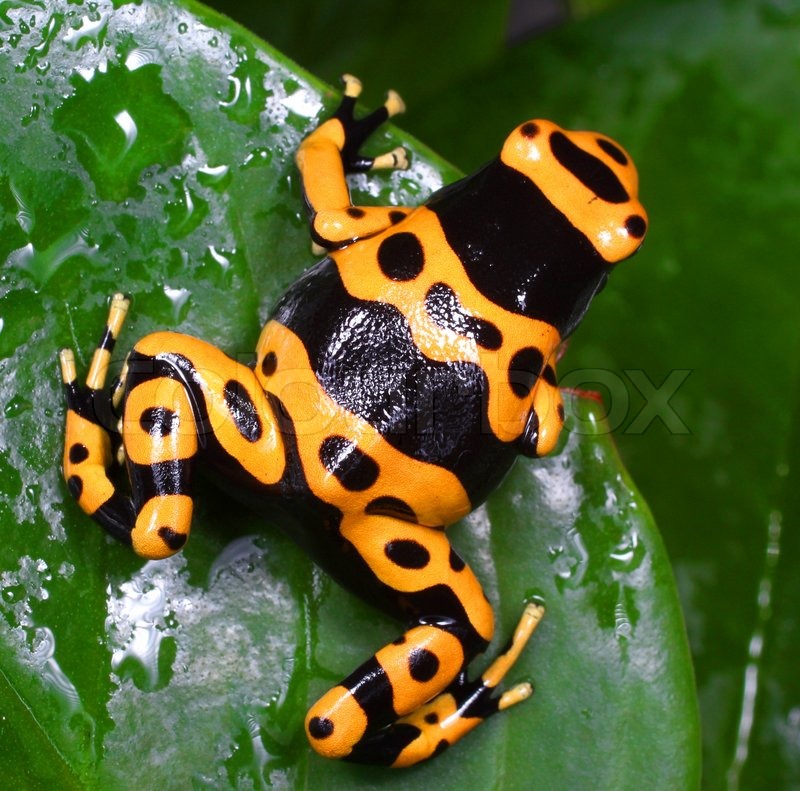 Yellow-headed Poison Frog, Yellow-banded ... | Stock foto | Colourbox