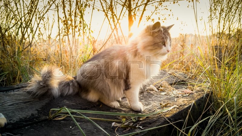 Toned photo of cat sitting on log at ... | Stock image | Colourbox