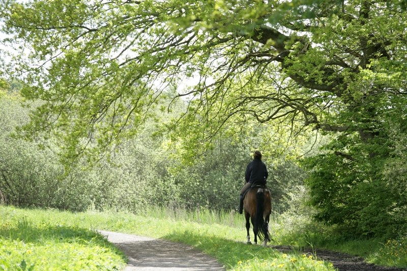 Riding danish horses in a forest in ... | Stock image | Colourbox