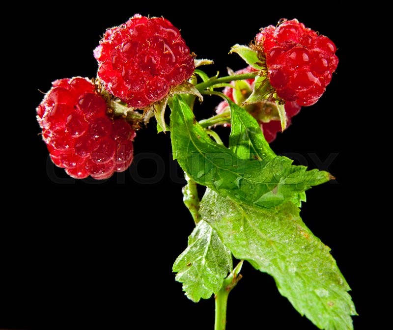 Juicy raspberry on a black background | Stock image | Colourbox