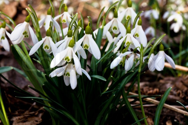 Das Schneeglöckchen ist eines der ... | Stock Bild | Colourbox