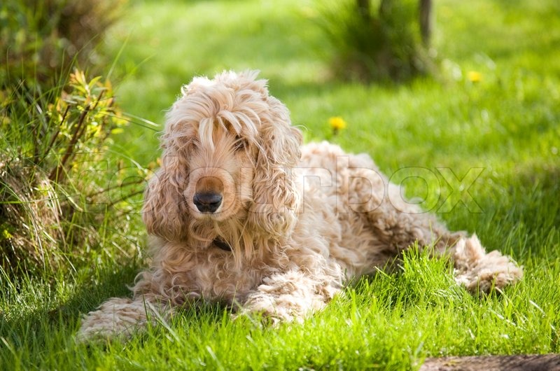 Happy Dog Enjoying The Spring Day | Stock image | Colourbox