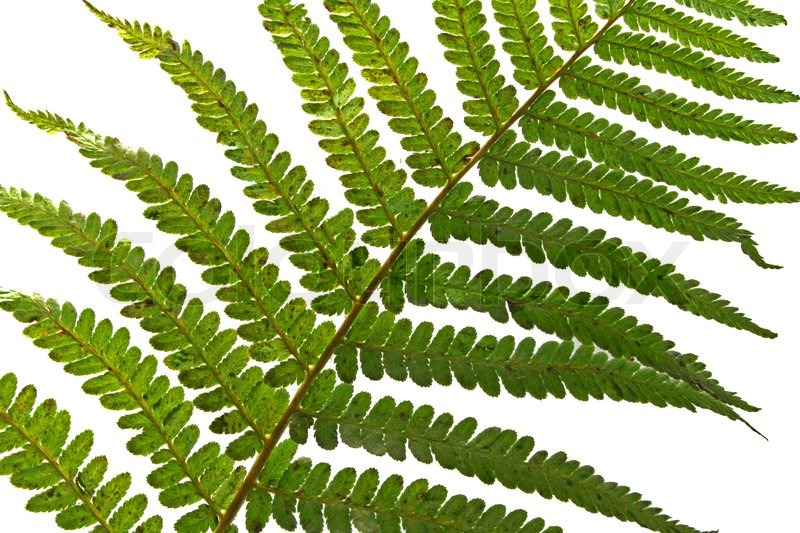 Bregne blade isoleret på hvidt | Stock foto | Colourbox
