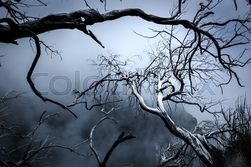 Close up terrible dead trees in fog | Stock image | Colourbox