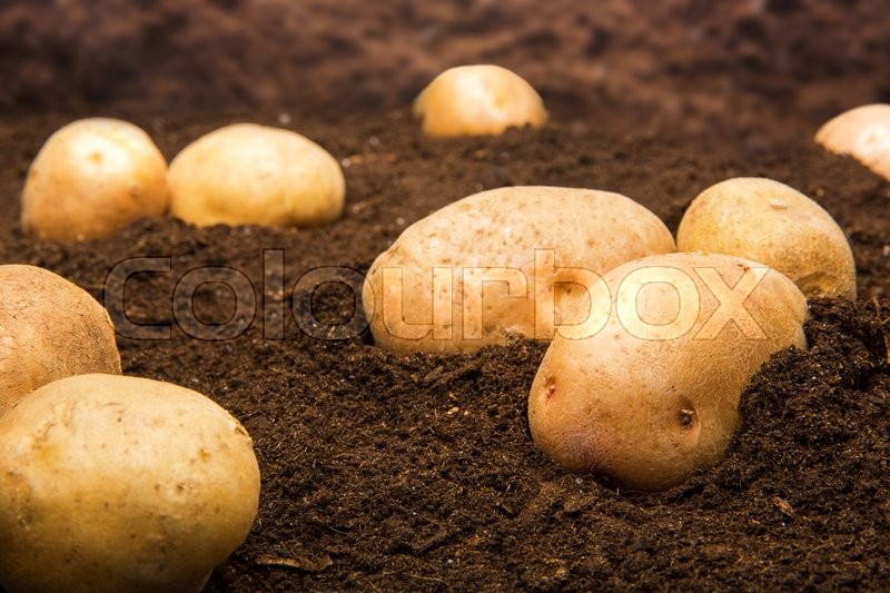 Potatoes on the ground outdoors | Stock image | Colourbox