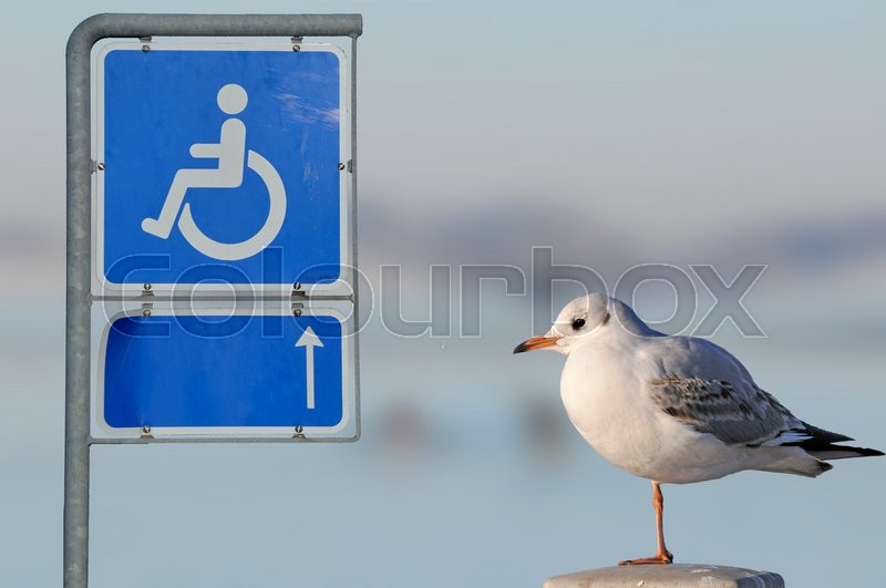 Handicappet måge | Stock foto | Colourbox