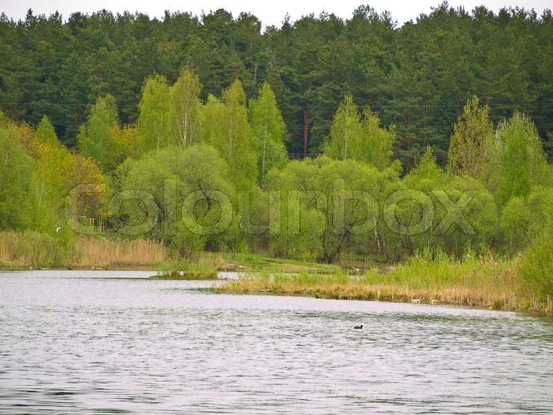 Rural lake with green bushes and forest ... | Stock image | Colourbox