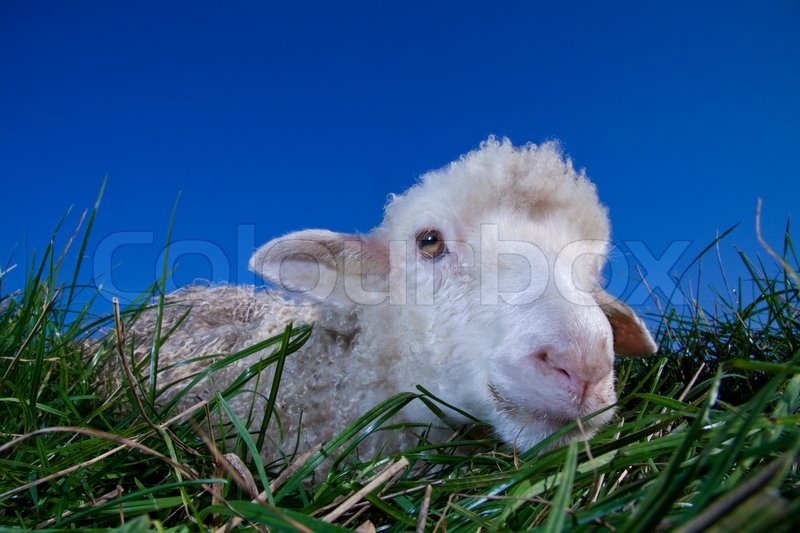 Nahaufnahme og Lamm liegend im Gras mit ... | Stock Bild | Colourbox