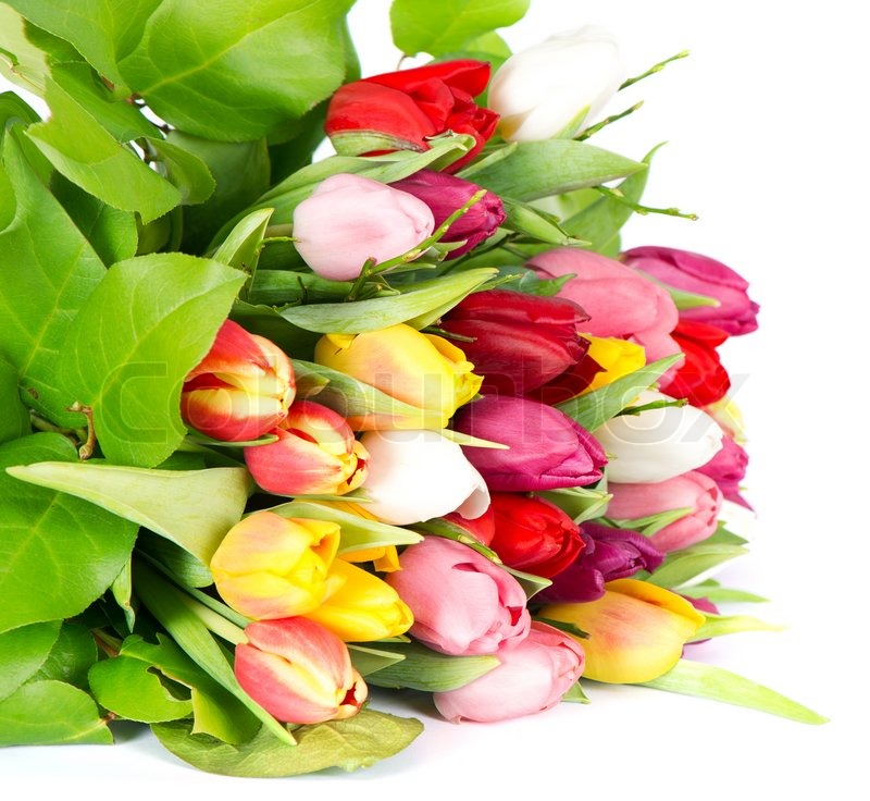 Colorful spring tulip flowers on white | Stock image | Colourbox