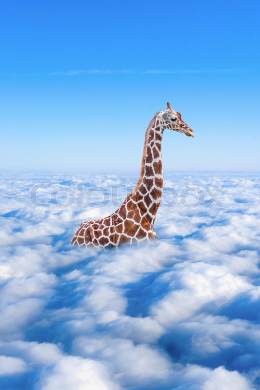 Large giraffe in the clouds | Stock image | Colourbox