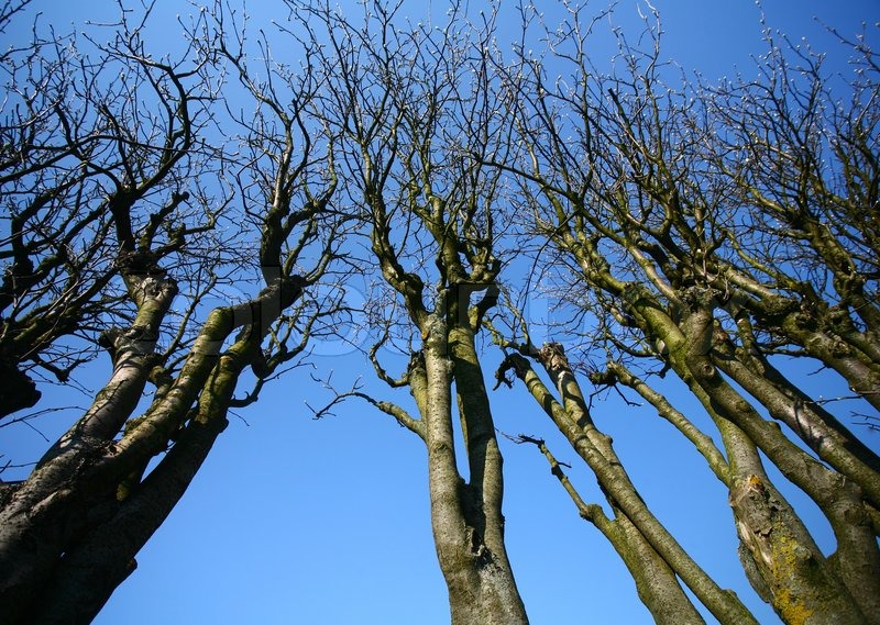 Tree Trunk And Branches