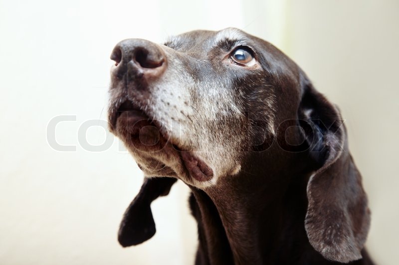 Devoted dog looking up. Horizontal ... | Stock image | Colourbox