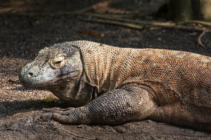 Worlds Largest Lizard