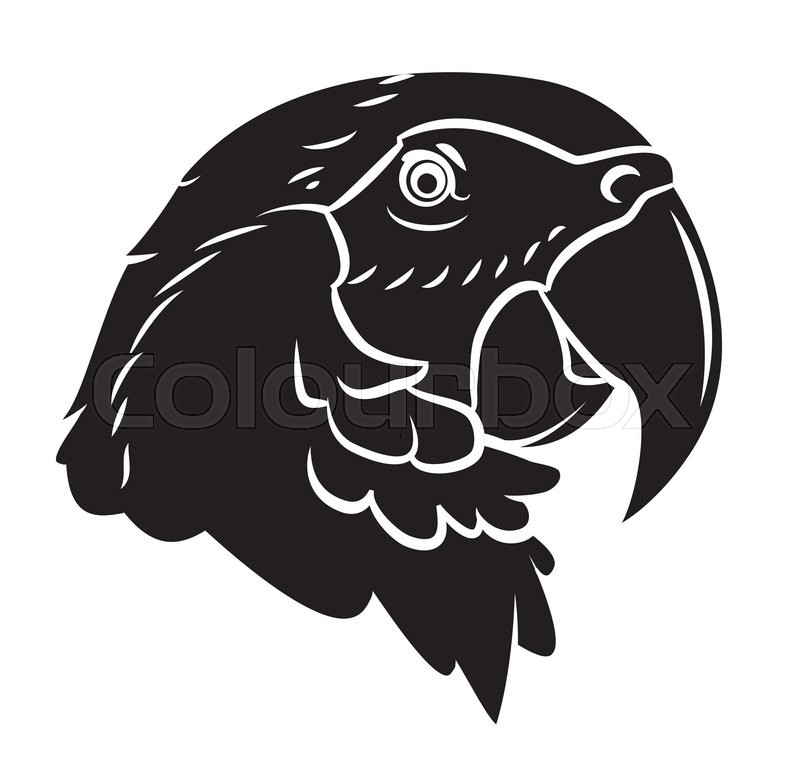 Parrot Stock Vector Colourbox